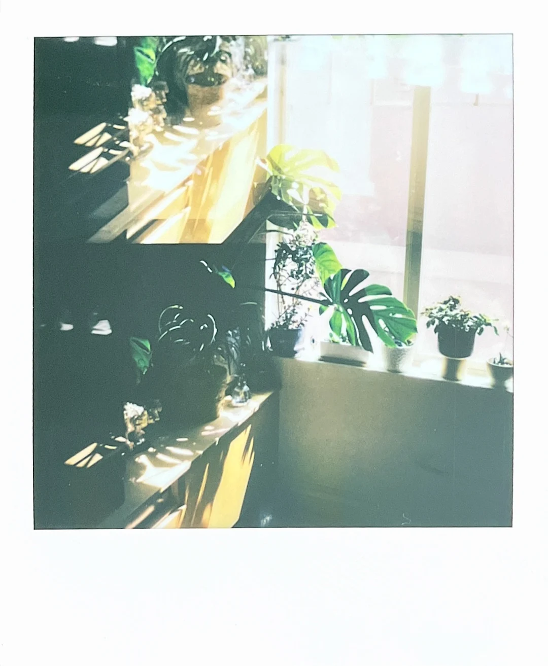 somehow got a half a double exposure on my SX-70?? | Scrolller
