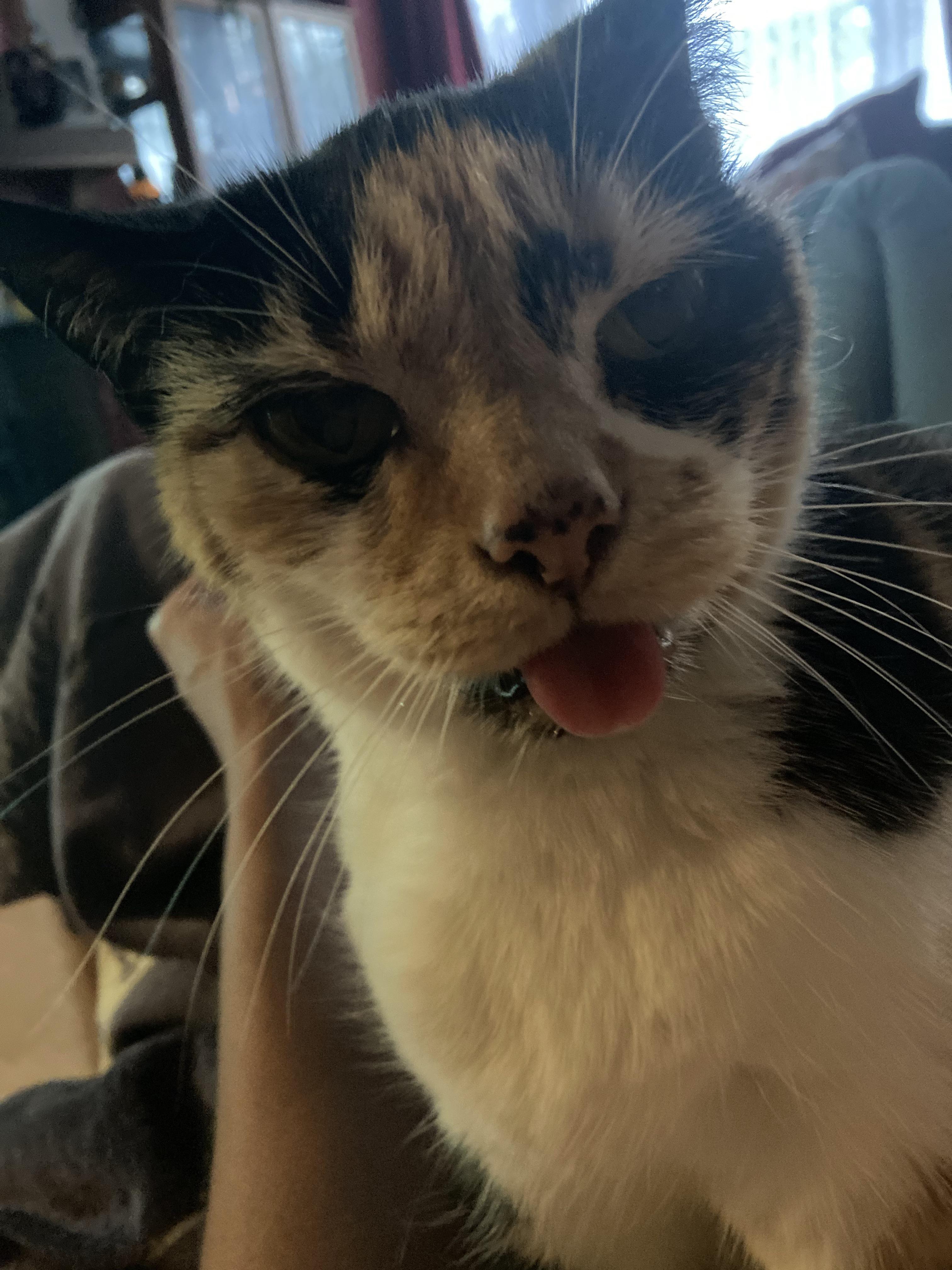 Tilly surprising us with a big ol Blep | Scrolller
