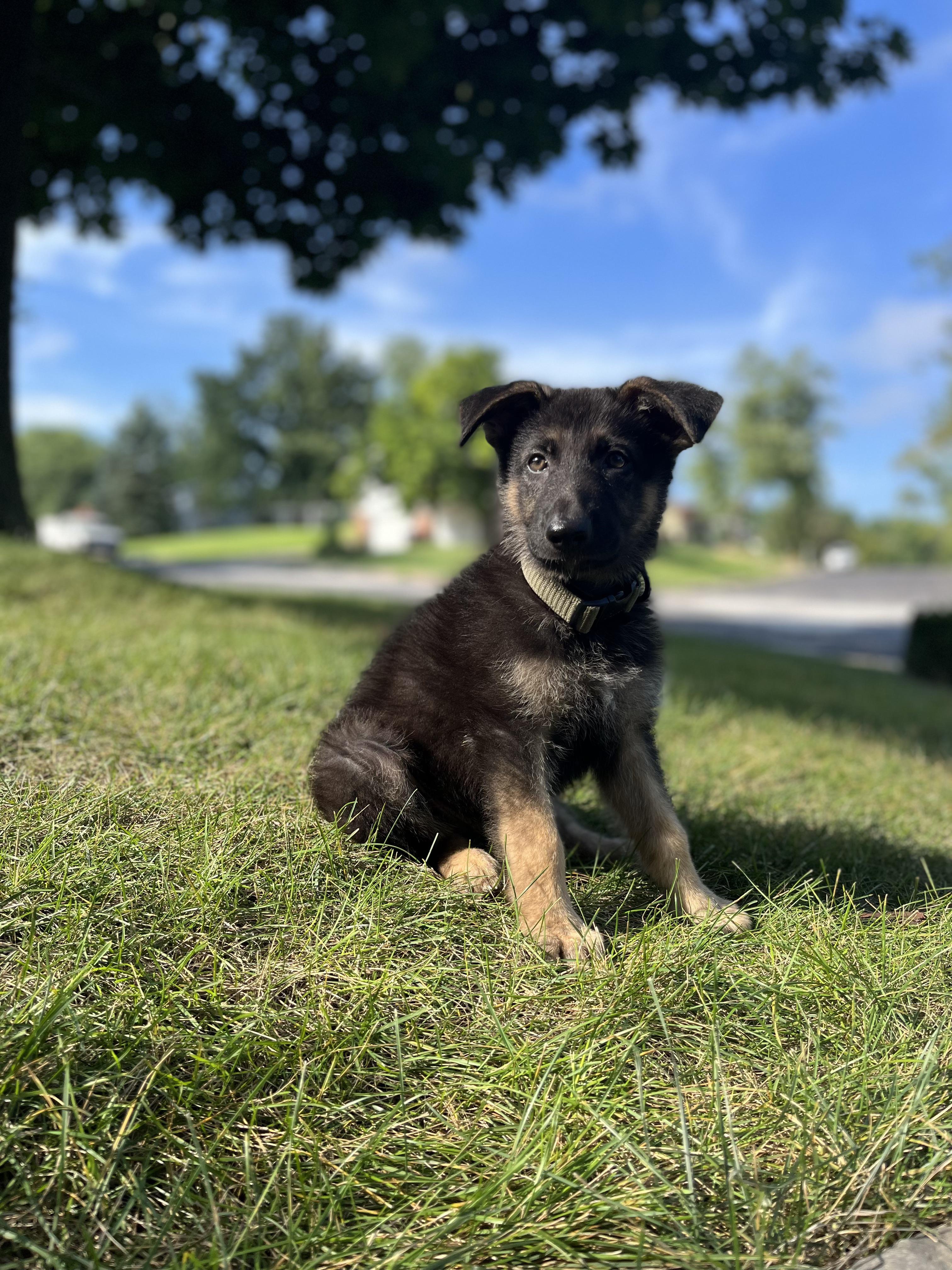 Alpha past and present | Scrolller