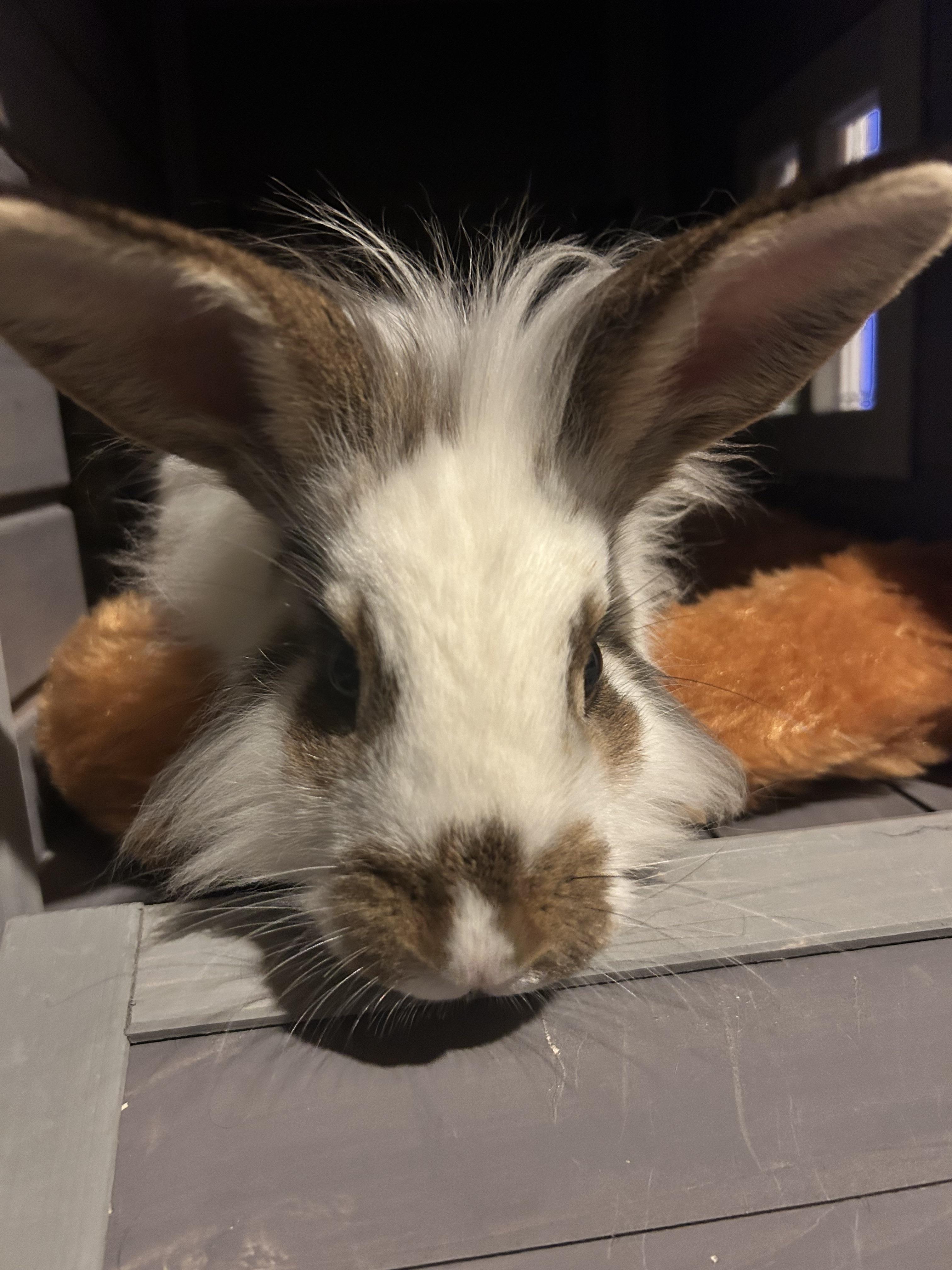 Help identify my breed of rabbit | Scrolller