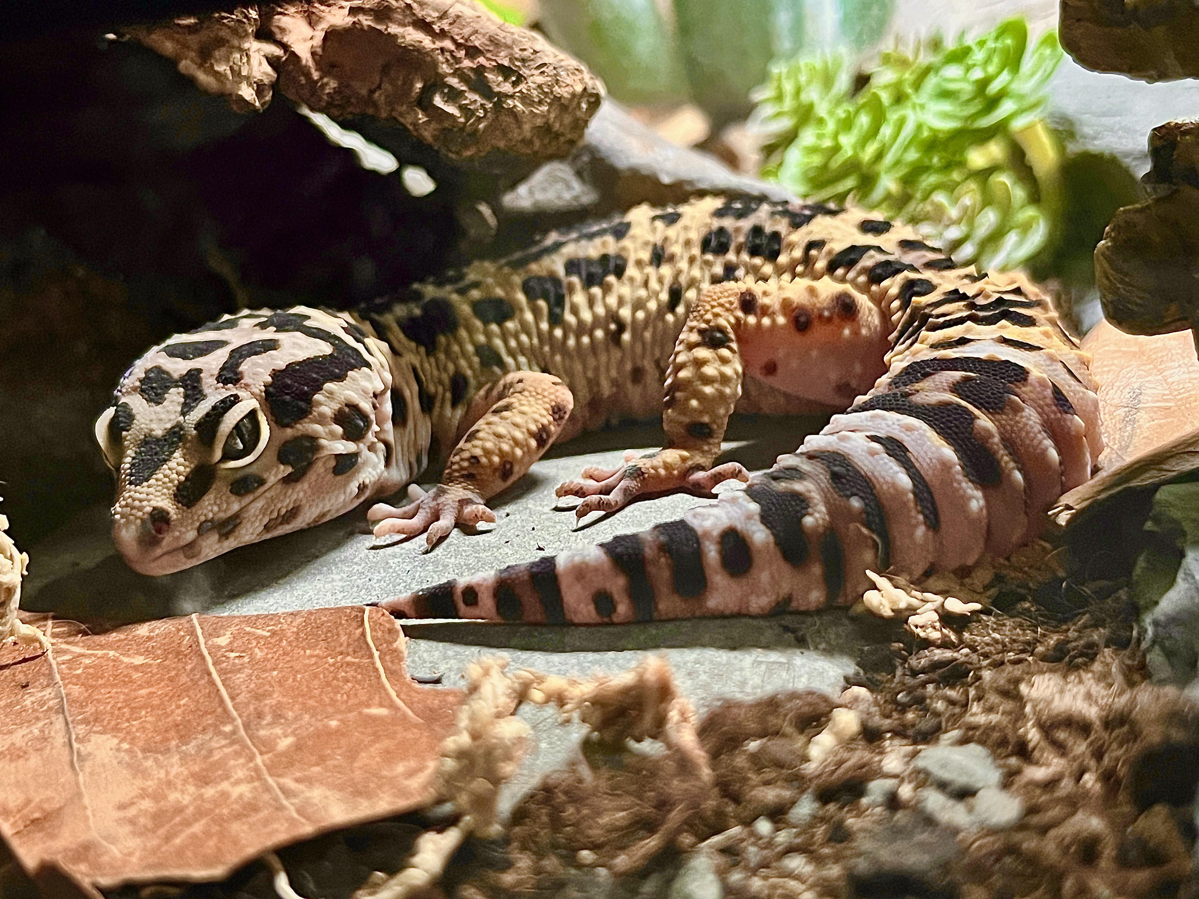 Nala, in all her beautifulness and sass | Scrolller