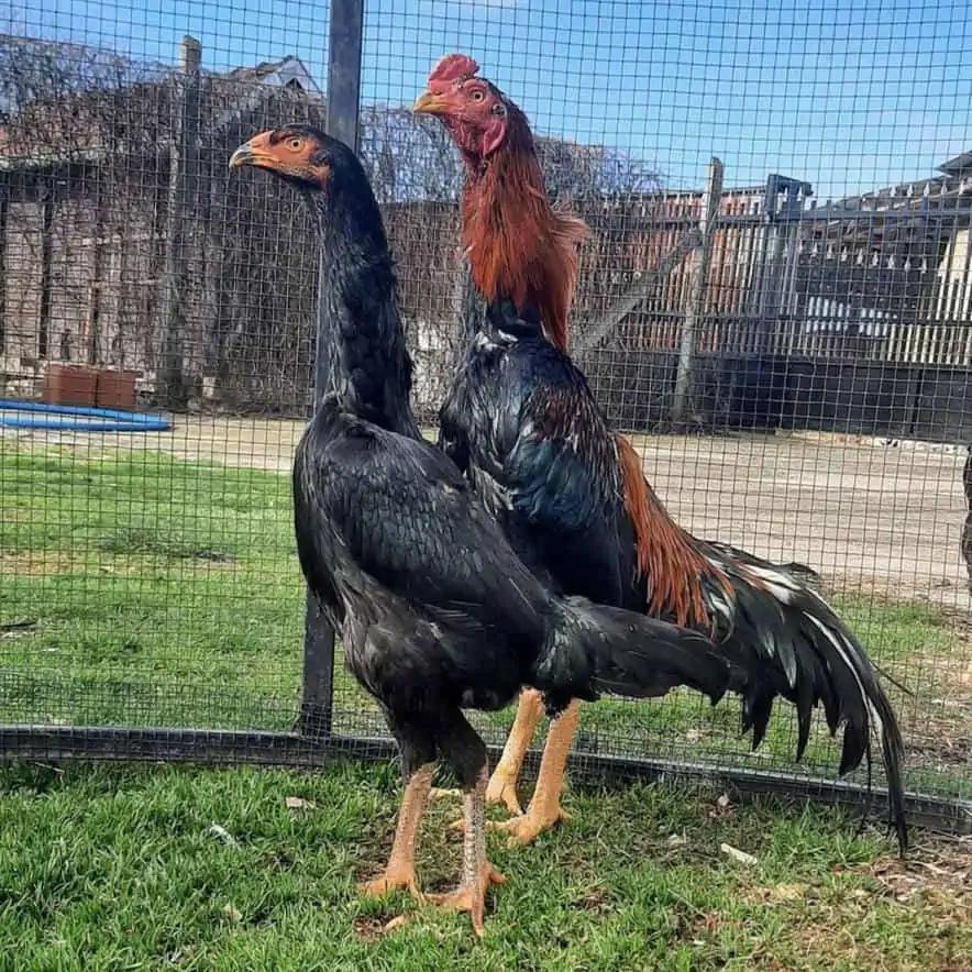 Shamo - too aggressive? | Scrolller