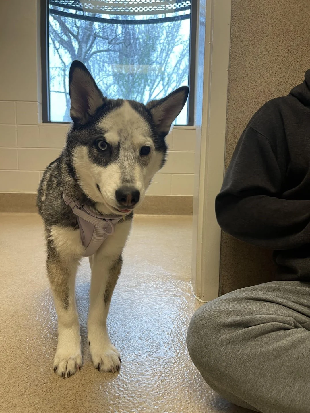 Name recommendations for this beautiful girl we just adopted | Scrolller