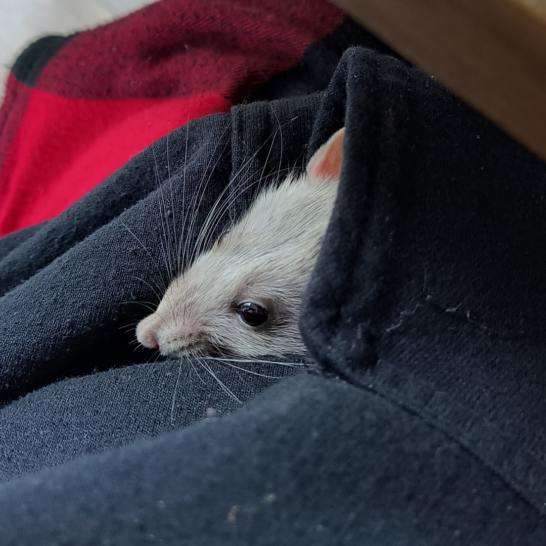 Sometimes these creatures are such a mood | Scrolller