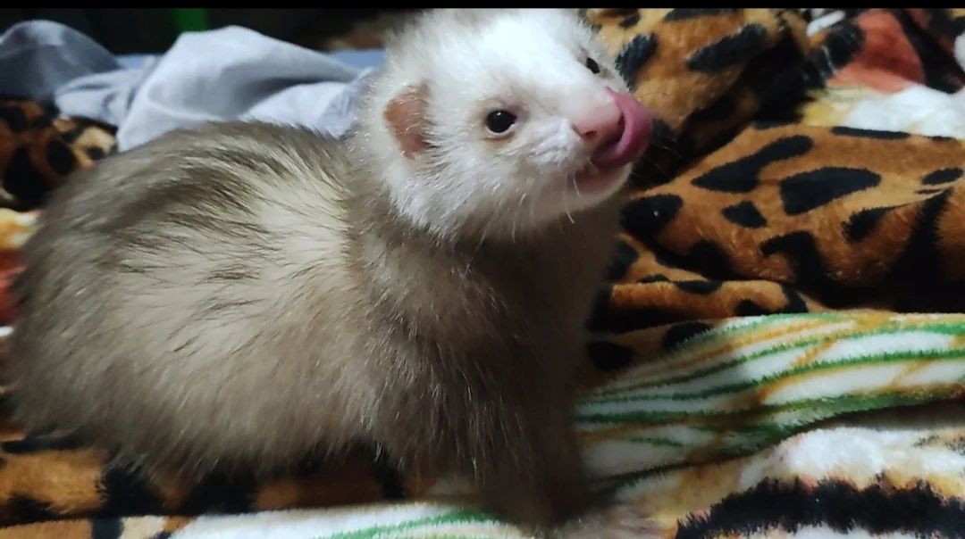 cute princess ferret | Scrolller