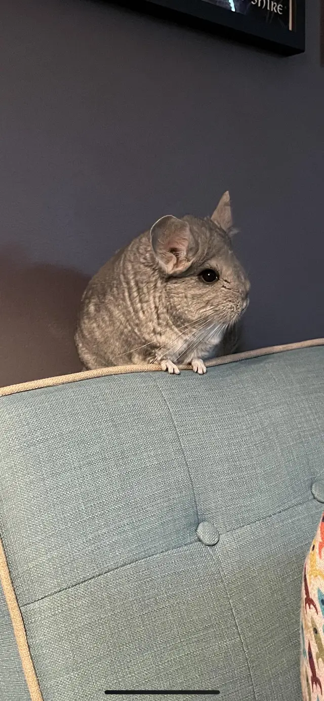 Discover more like Chinchilla: Introducing Chief Chirpa and Related Content | Scrolller