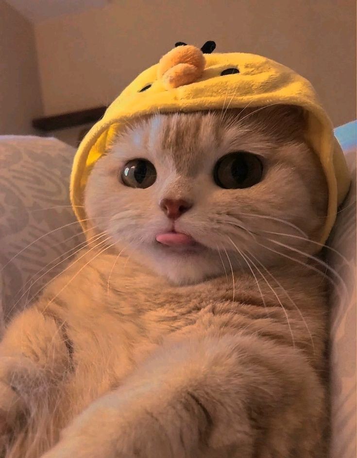 Kitty Blep 🤭 | Scrolller