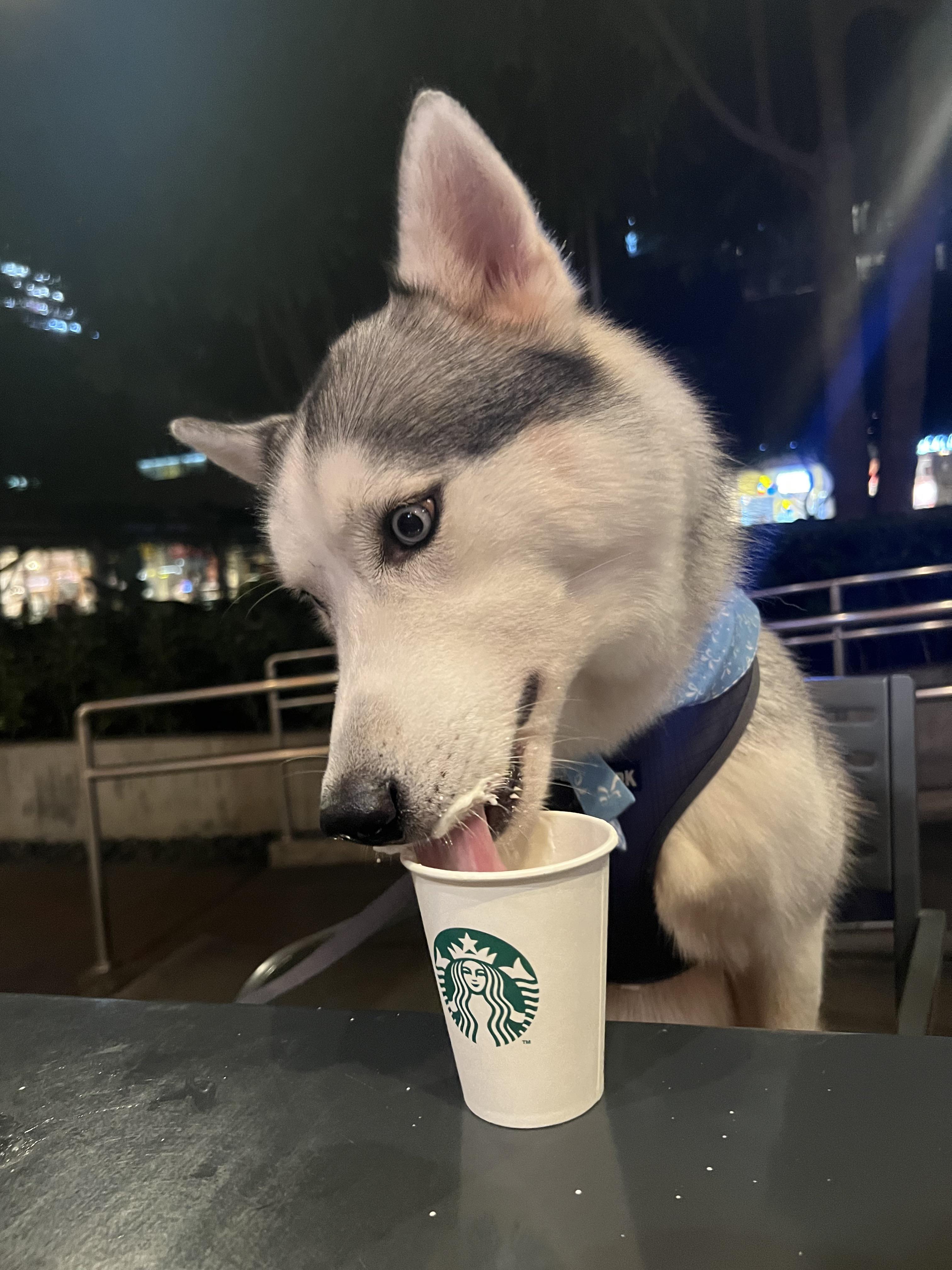 First time pup cup! | Scrolller