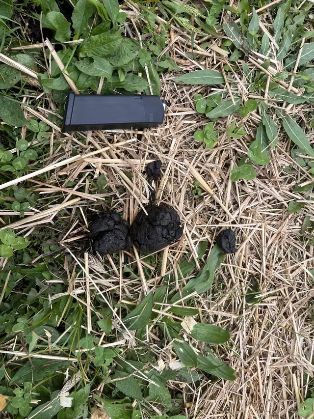 Scat identification, upstate NY. Glock 20 mag for scale. | Scrolller