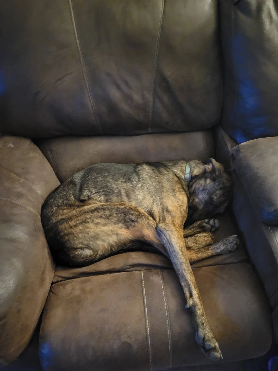 My parents' dog knows ultimate comfort | Scrolller
