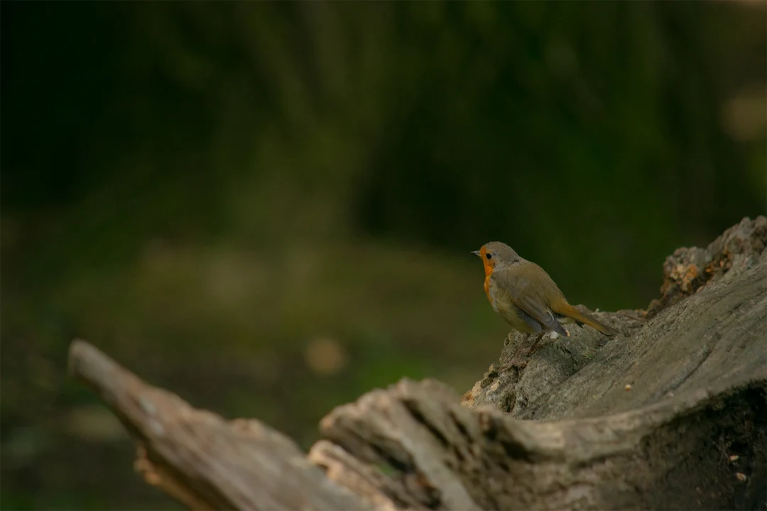 (European) robin on a dead tree trunk. | Scrolller