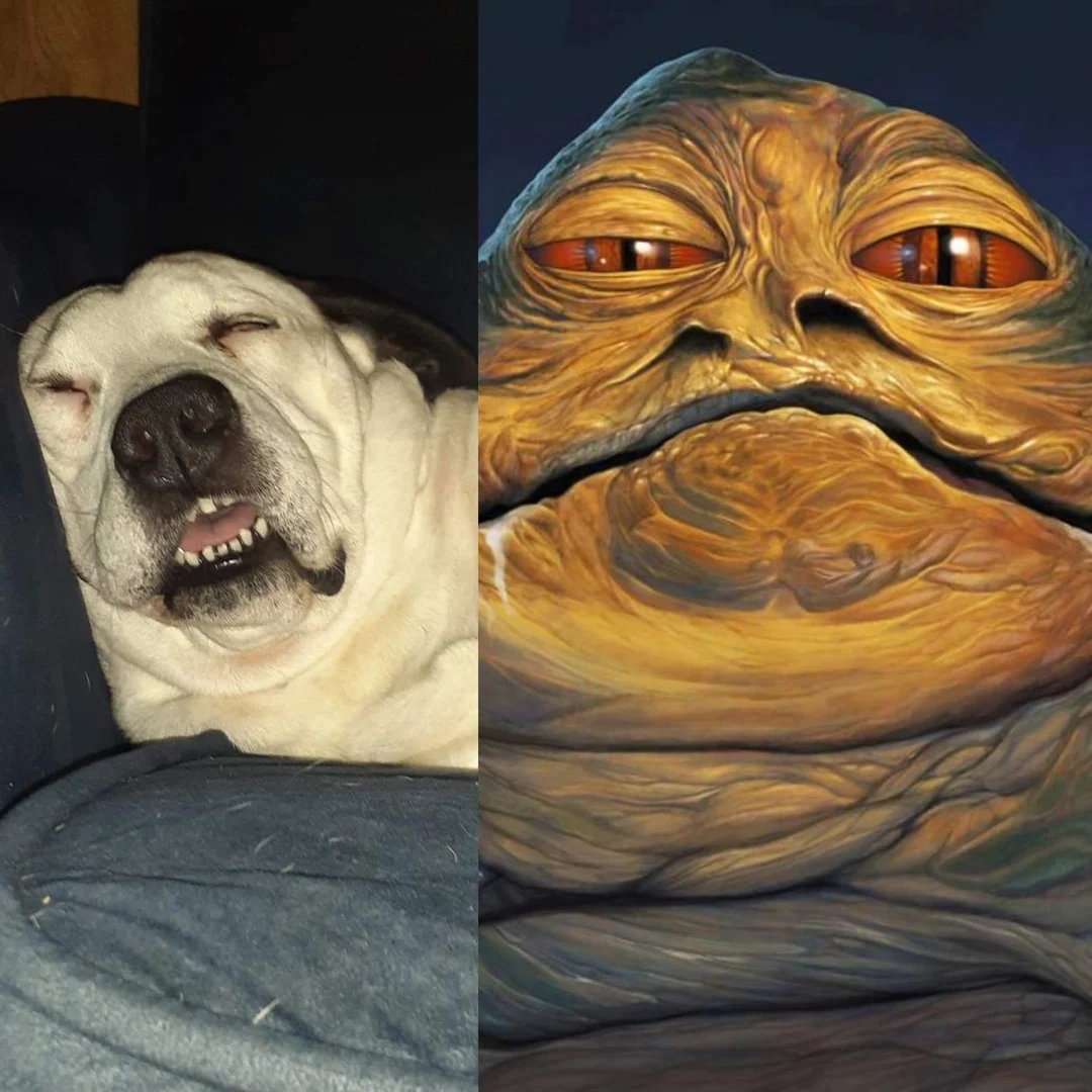 when his name is Han Solo but he looks like Jabba | Scrolller