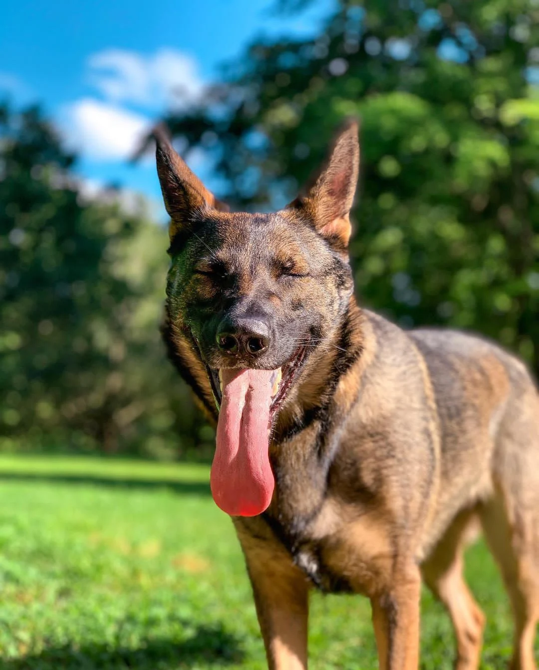 Our first GSD layed down for the long nap last night. Rest in puppy paradise, Kimber baby ...