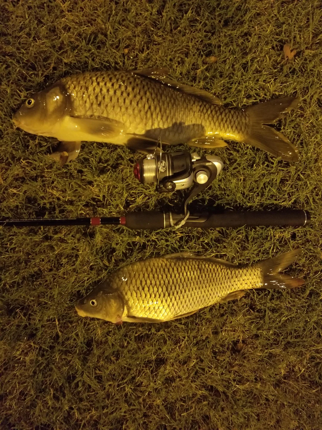 Two carp put up an epic battle! | Scrolller