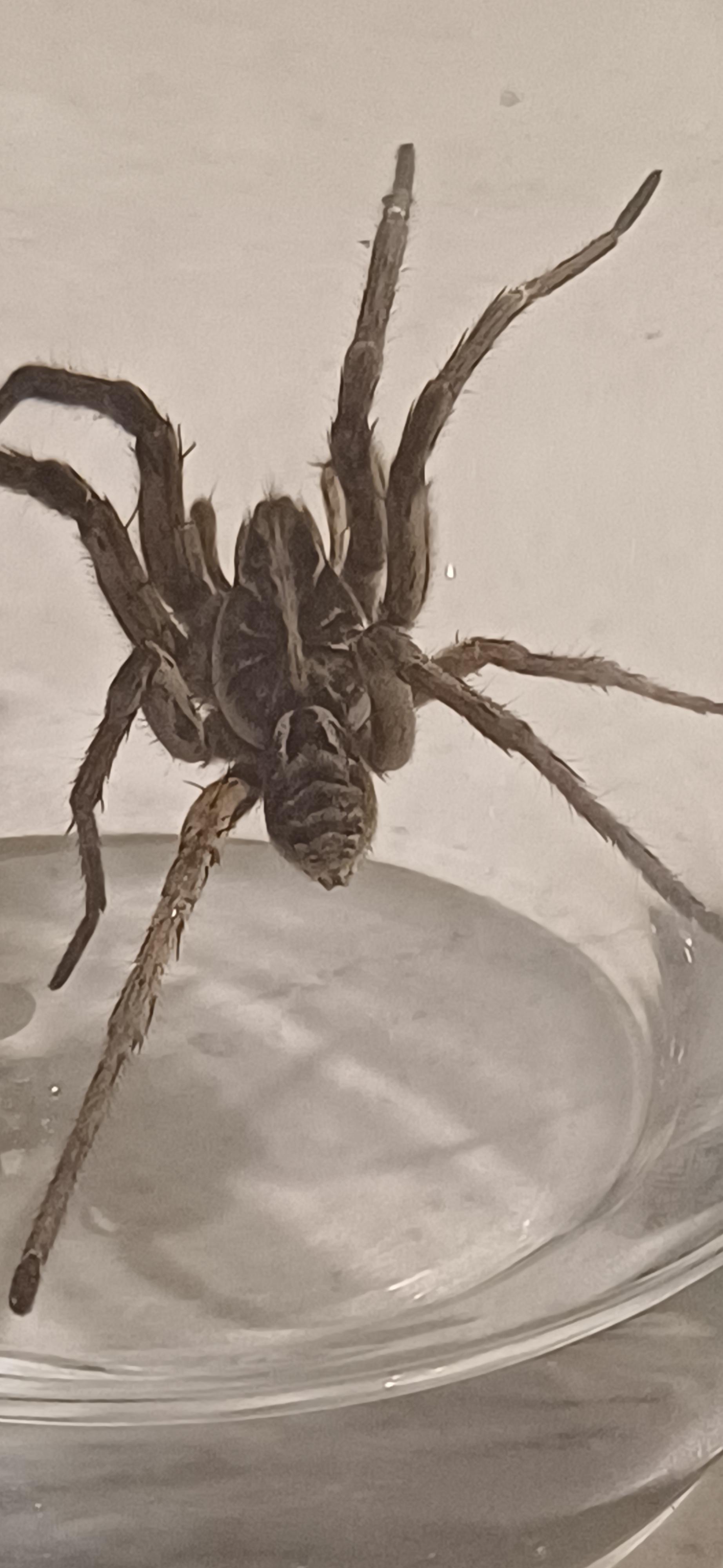Guessing this is a wolf spider? | Scrolller