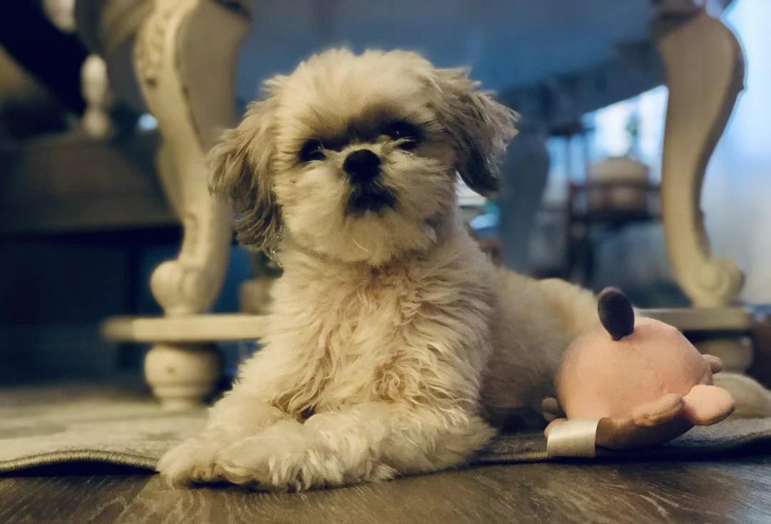 Bella Being Bella | Scrolller