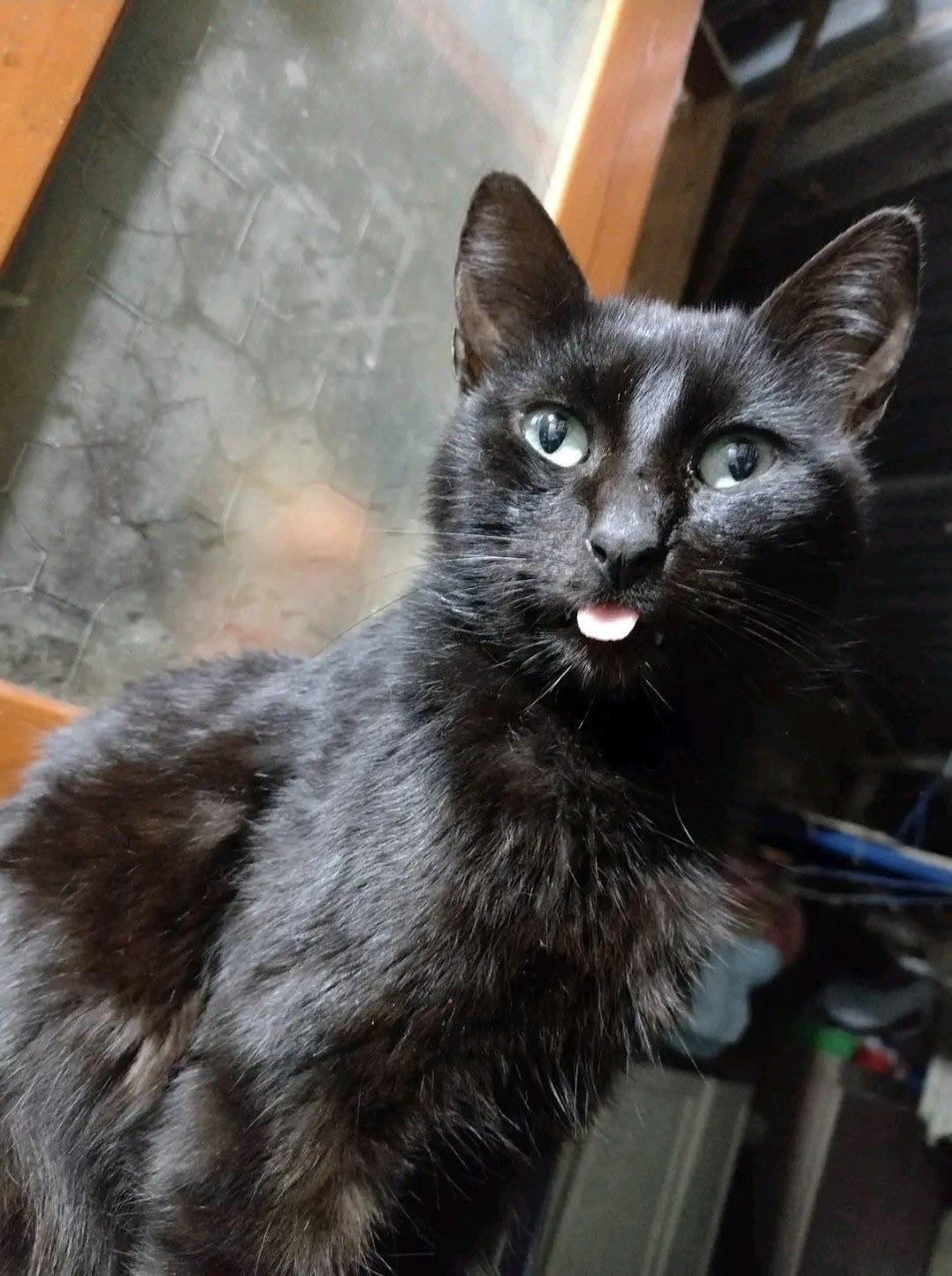blep blep | Scrolller
