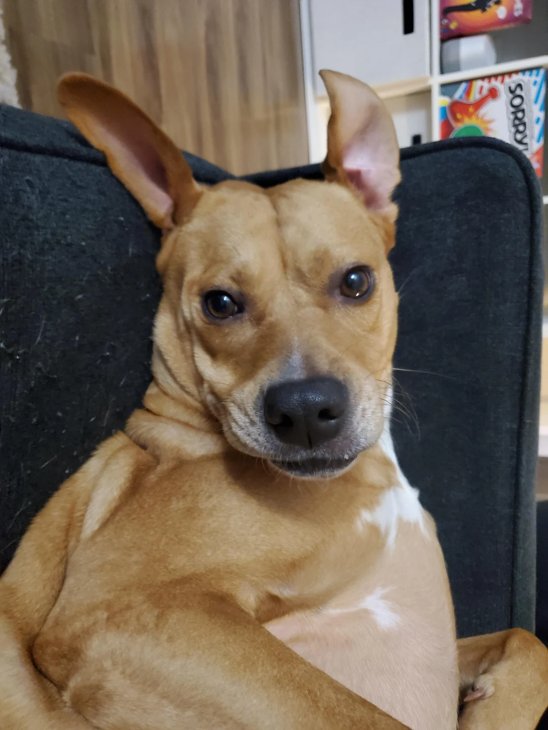 Meet Nala! | Scrolller