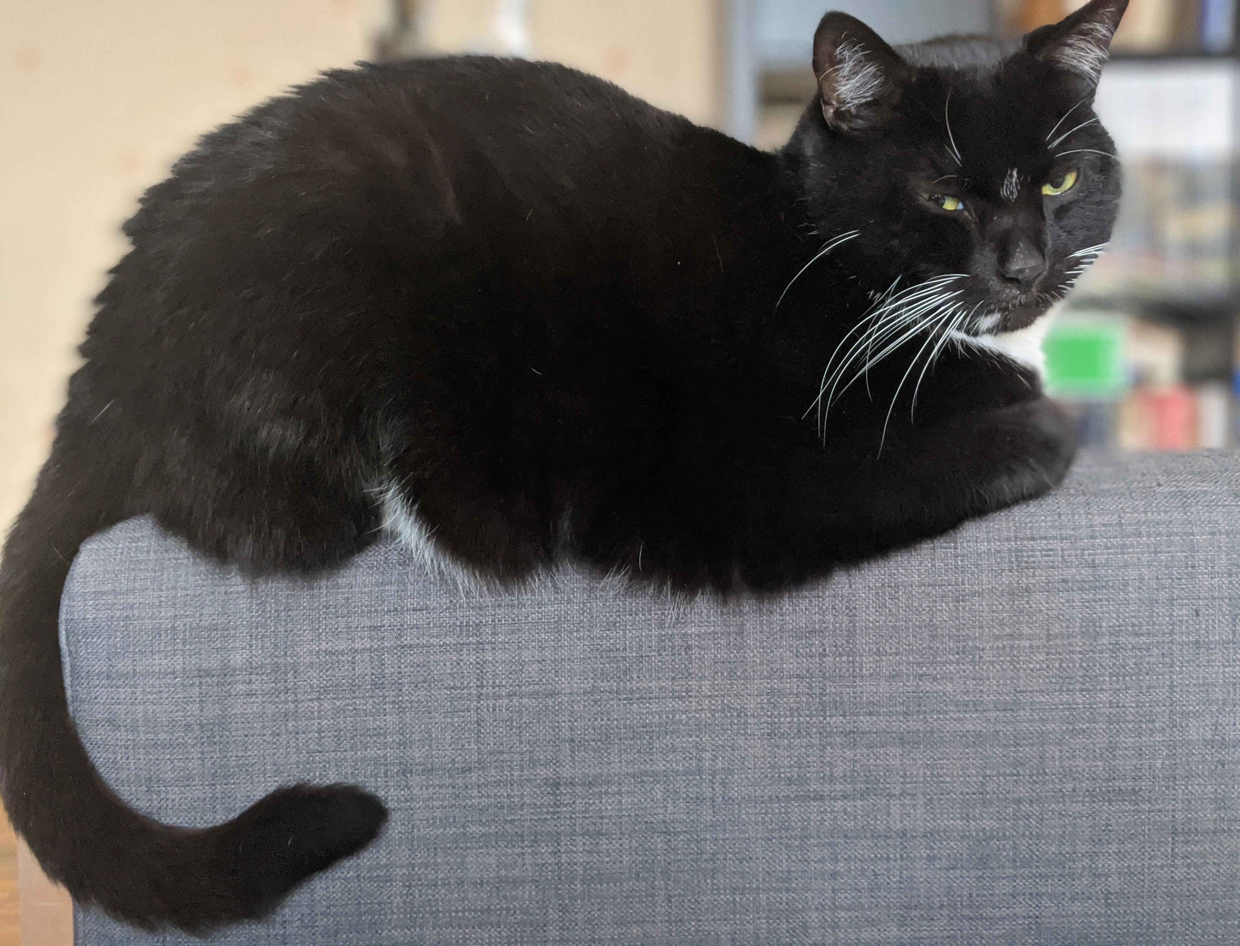 Majestic loaf | Scrolller