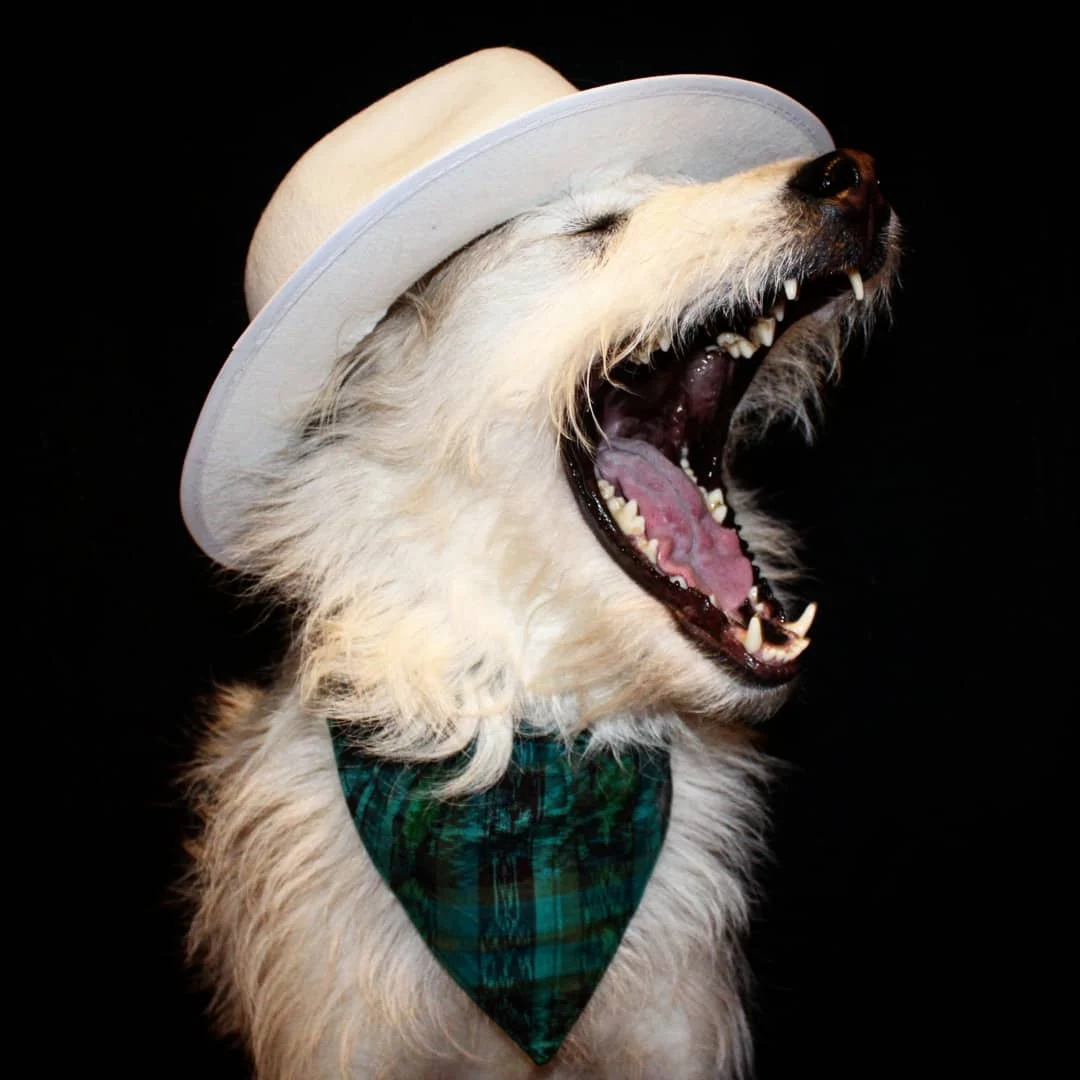 One classy pupper | Scrolller