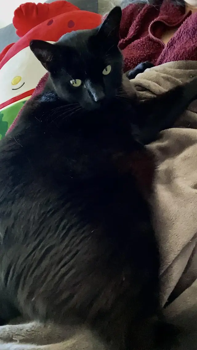 18 pound chonk | Scrolller