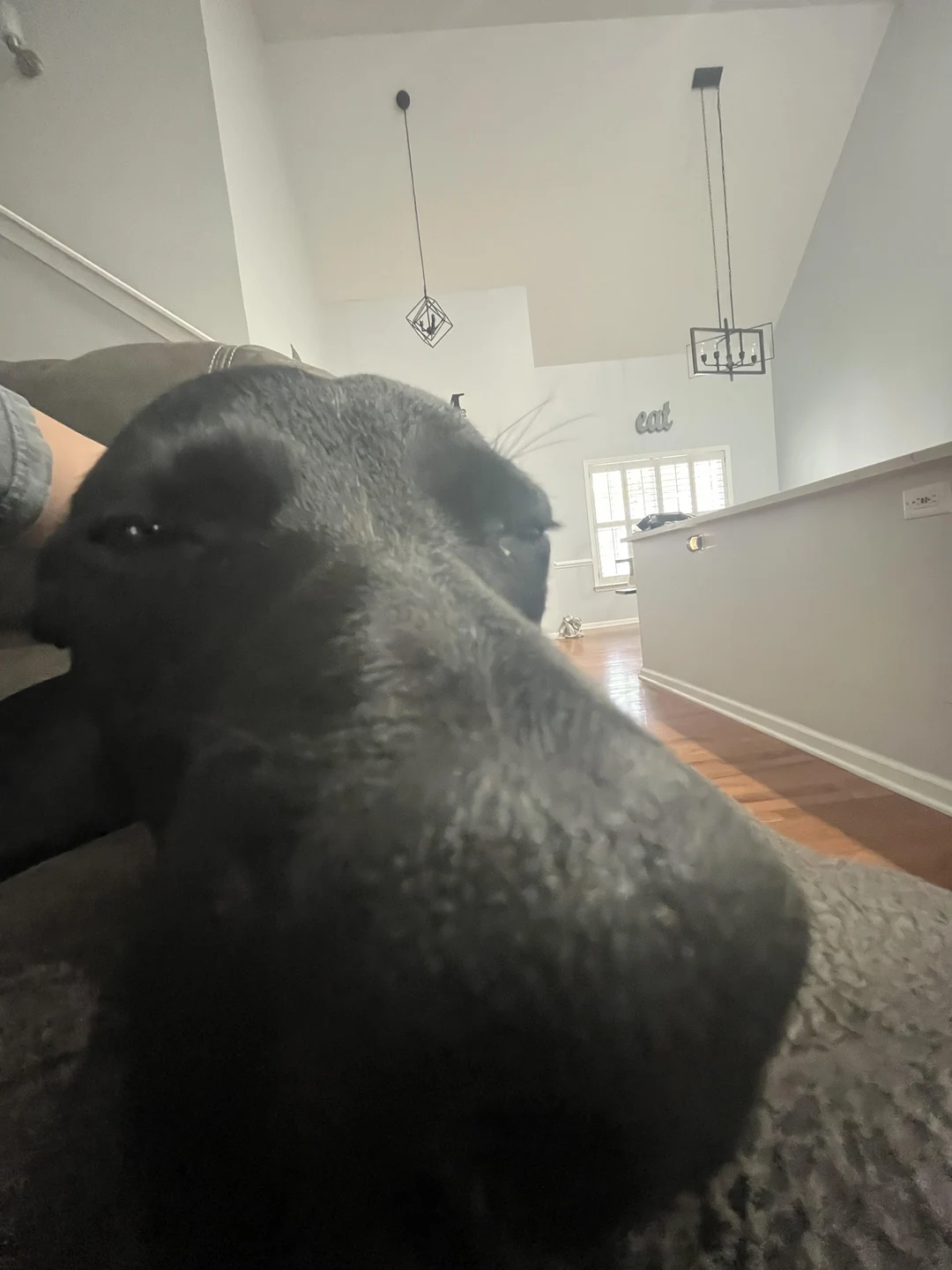 caught a picture of my dog in the process of farting with 0.5x zoom ...