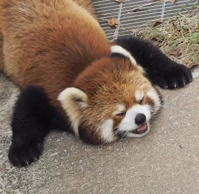 Red panda | Scrolller