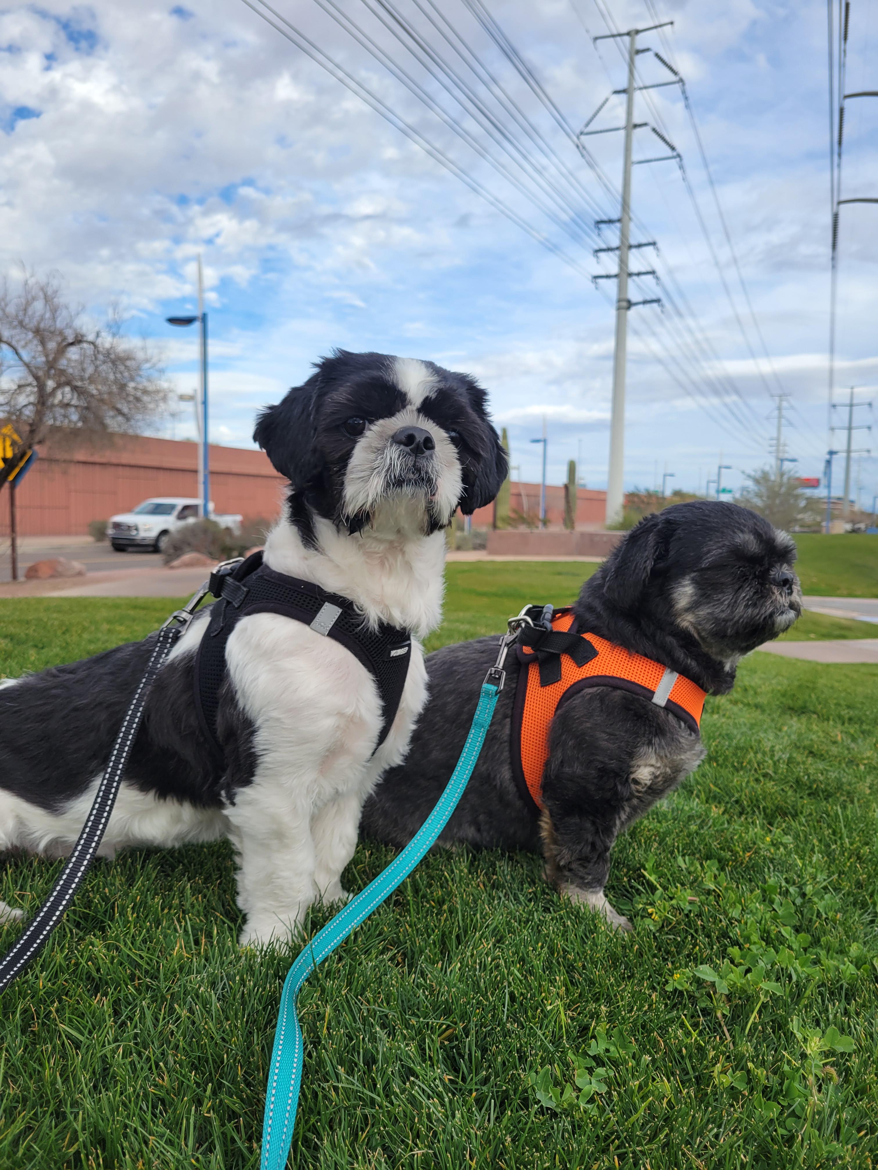 Tzu Gang is accepting applications 😎 | Scrolller