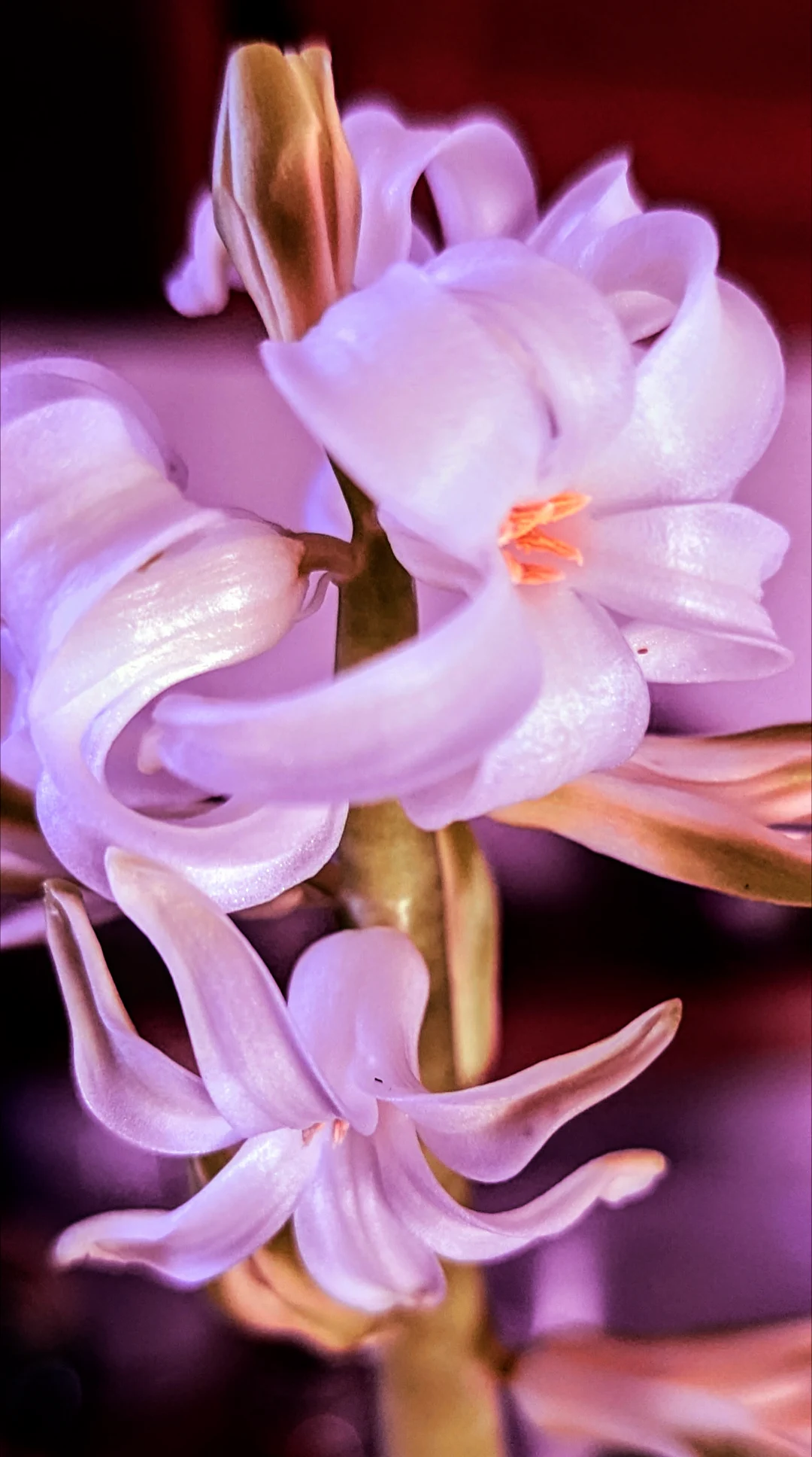 Blooming, Me, Photography, 2023 | Scrolller