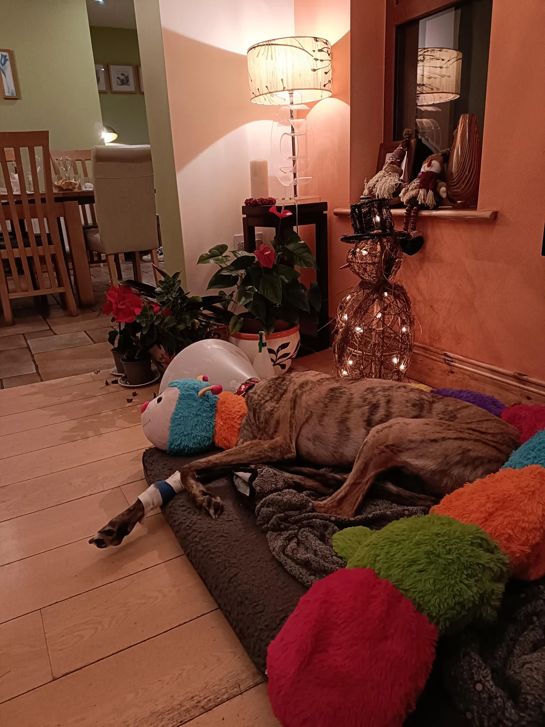 Cone of shame for Christmas, poor fella chased a cat and got his legs cut up on some wooden ...