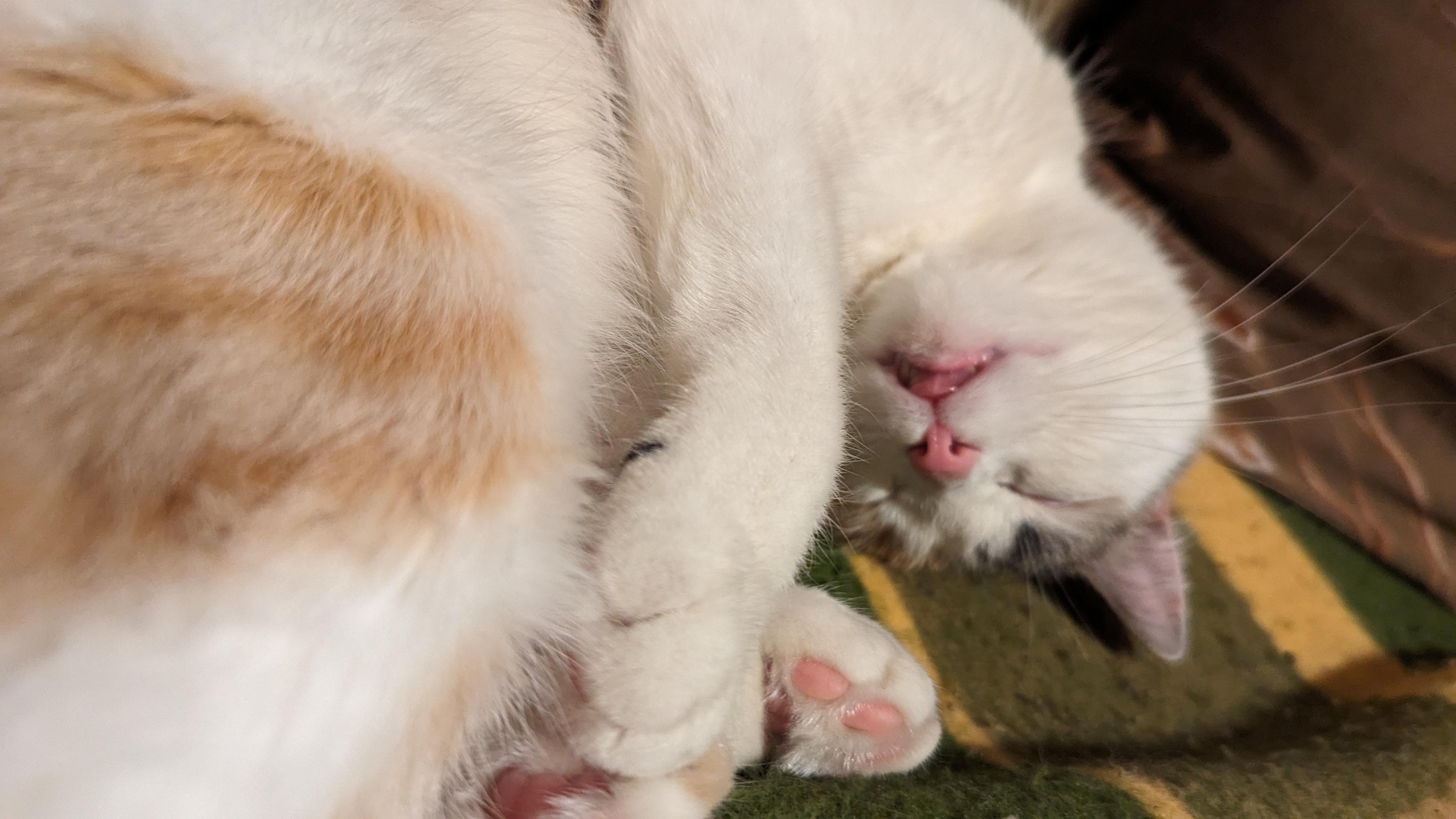Micro-Blep | Scrolller