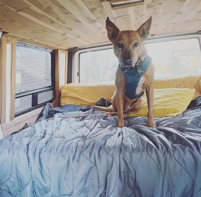 Our boy Fred | Scrolller