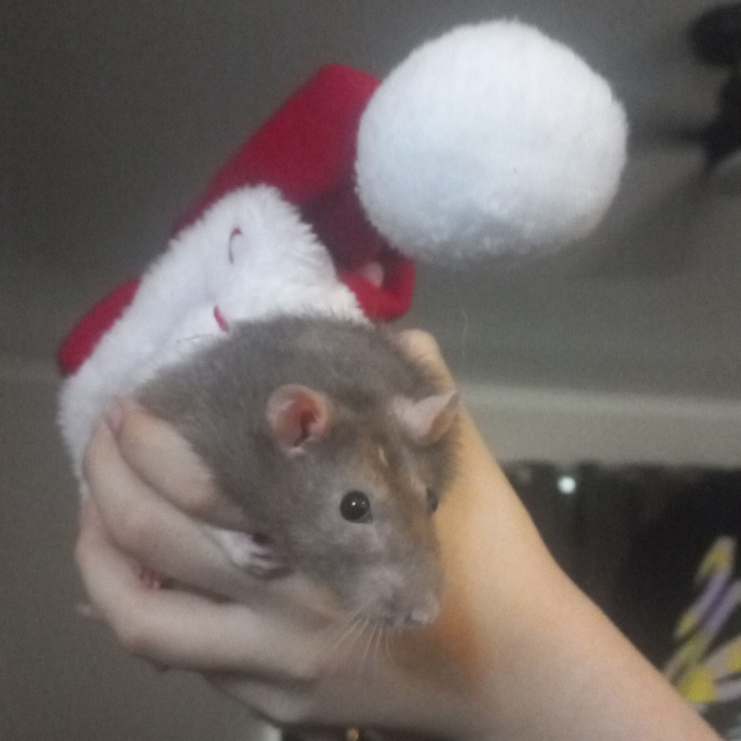 jolly rat | Scrolller