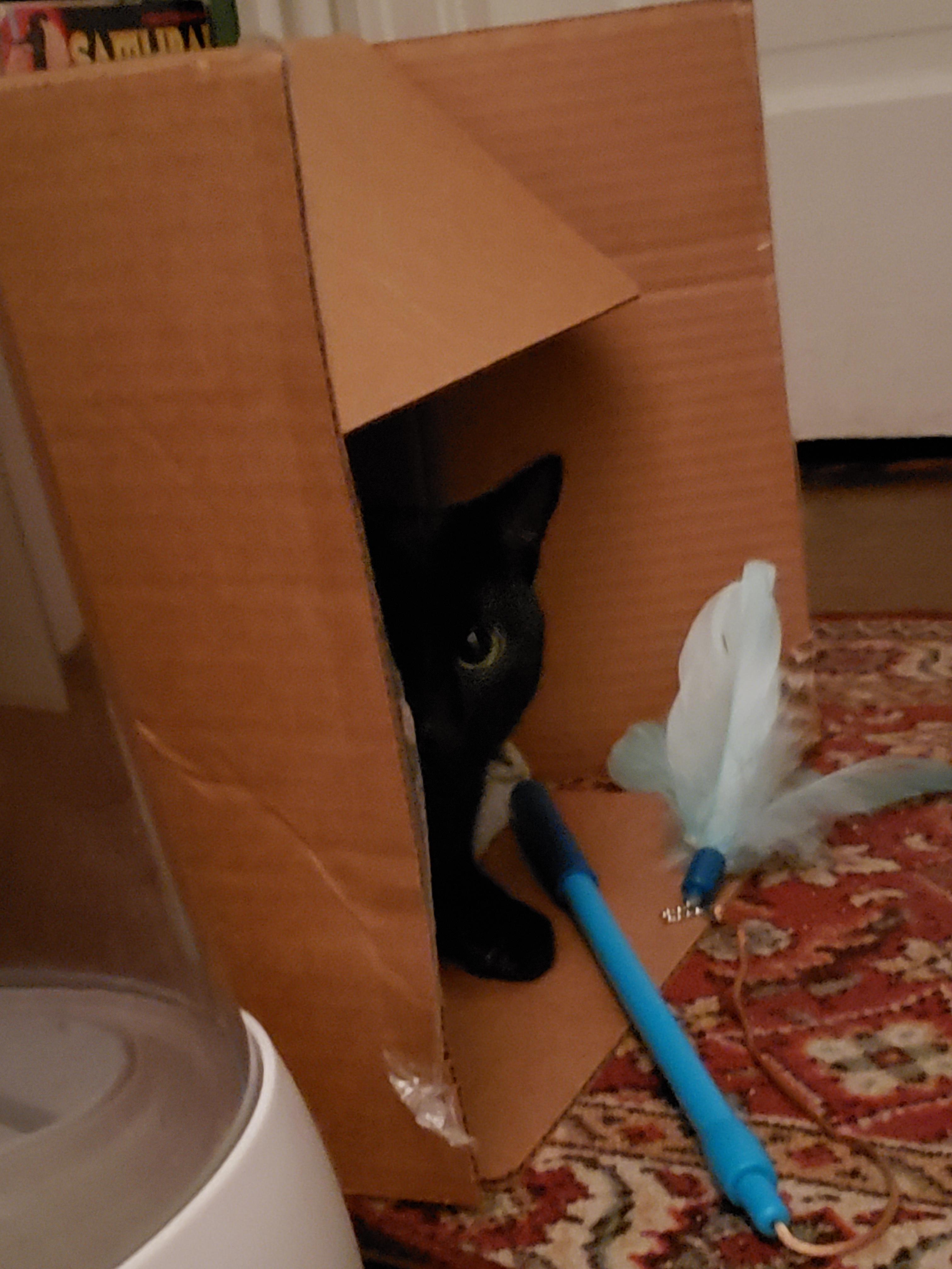 Discover more like TheCatTrapIsWorking: Smudge successfully caught! and Related Content | Scrolller