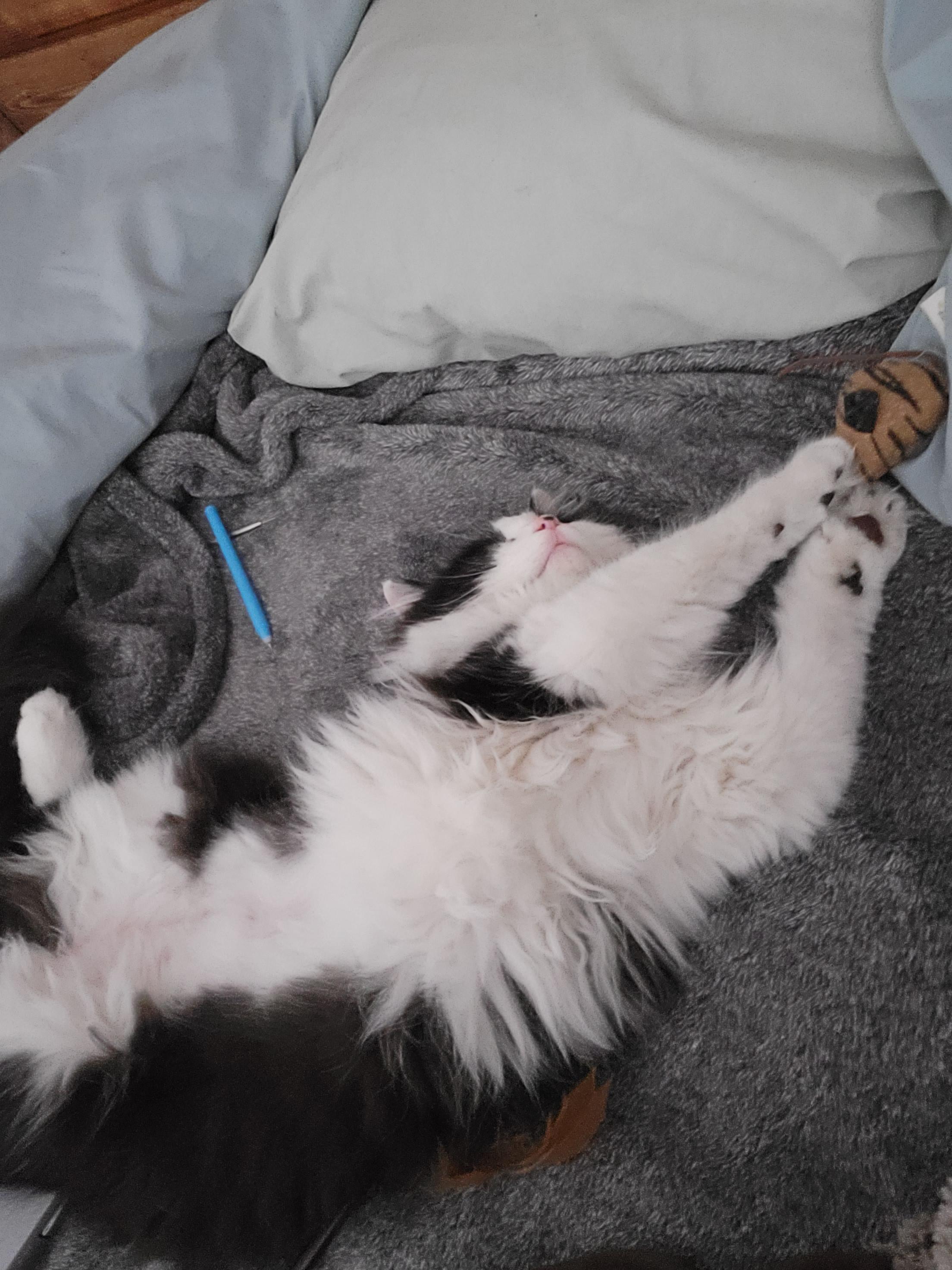 My kitten was lying next to me in bed playing with her mouse toy, fell ...