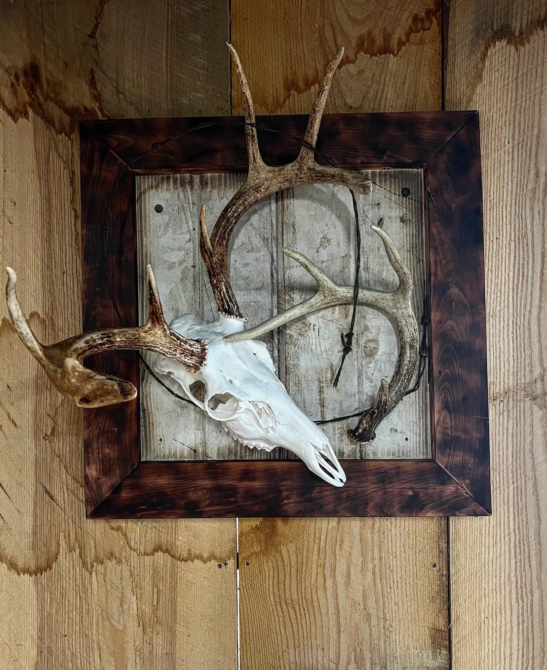 My brothers 2022 buck display is done. Included is one of his sheds from 2 years prior, it’s now ...