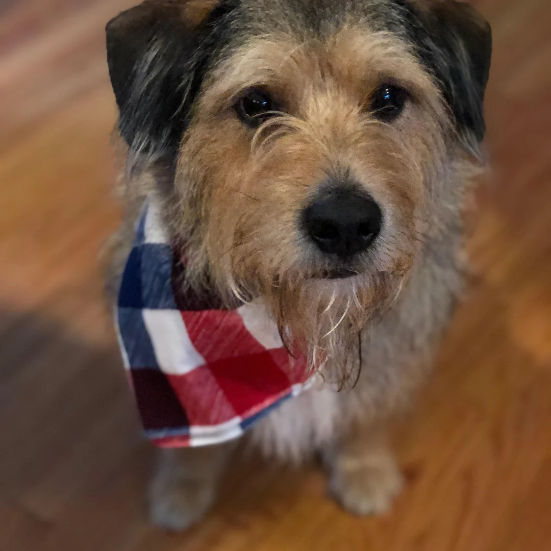 Scruffy💚 | Scrolller