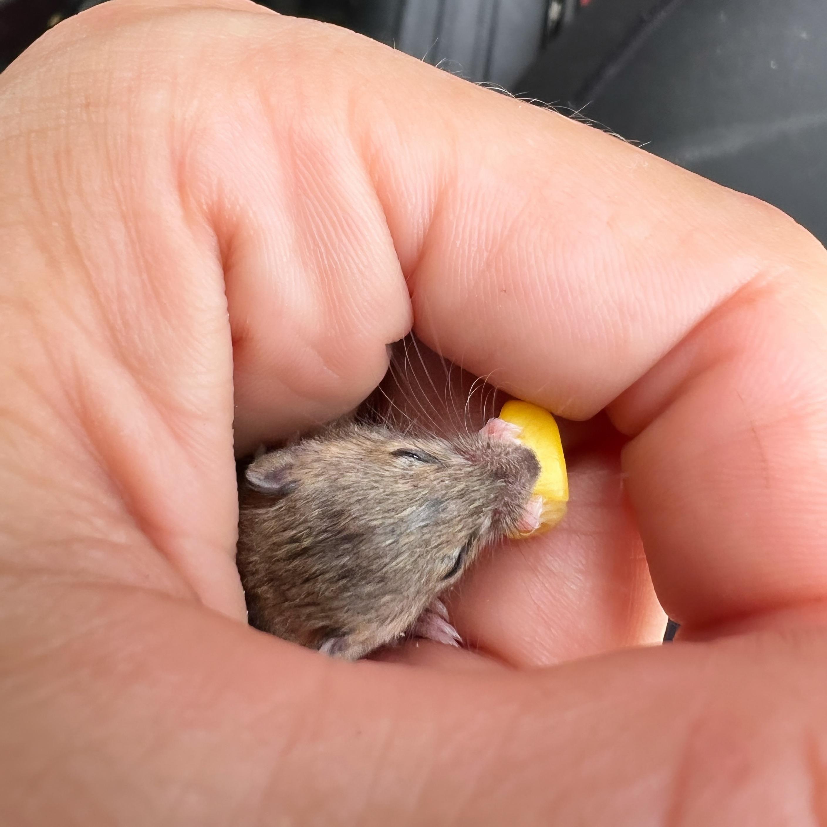 Orphaned single | Scrolller