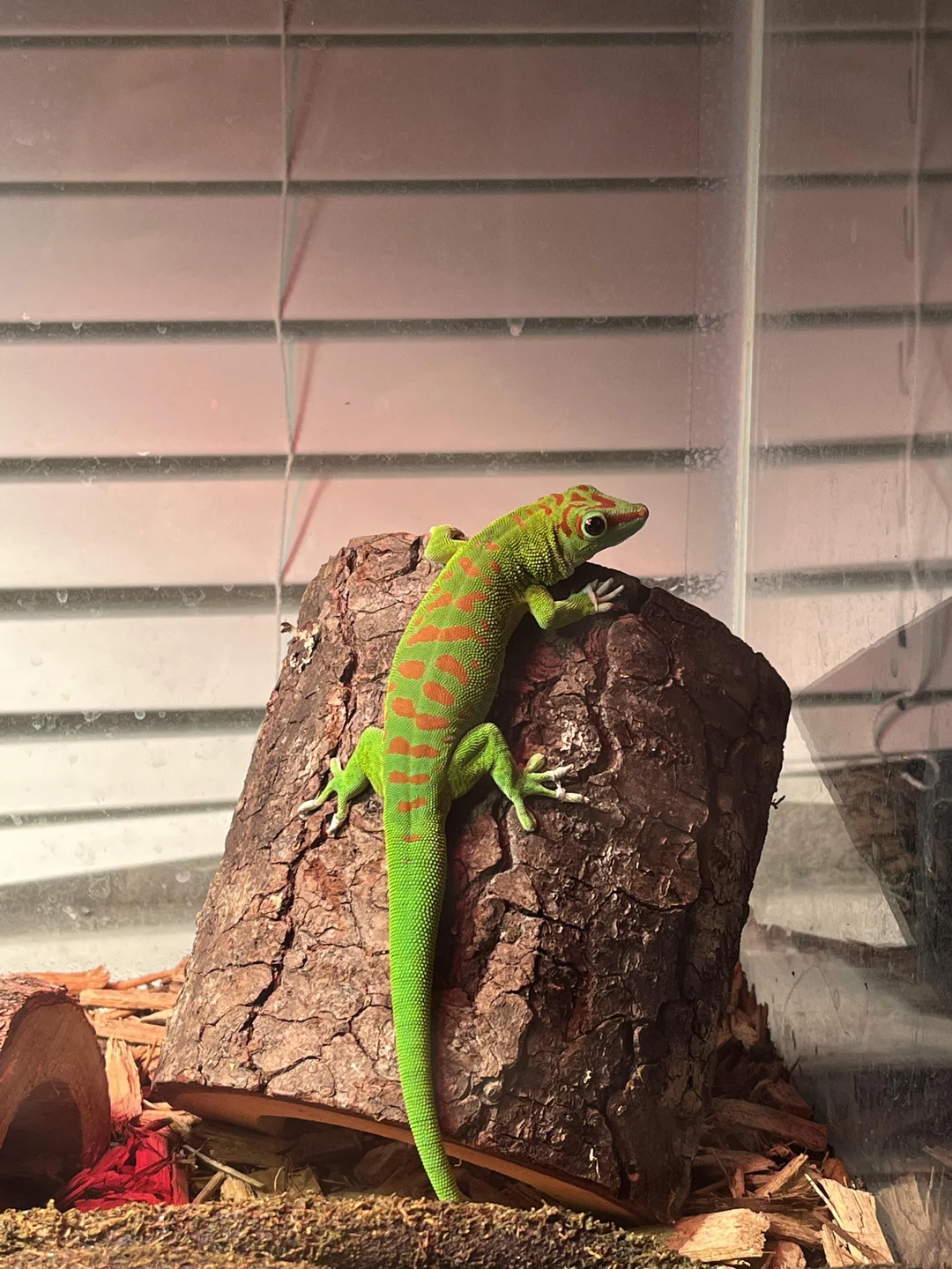 Day Gecko having trouble getting shed off of his pads | Scrolller