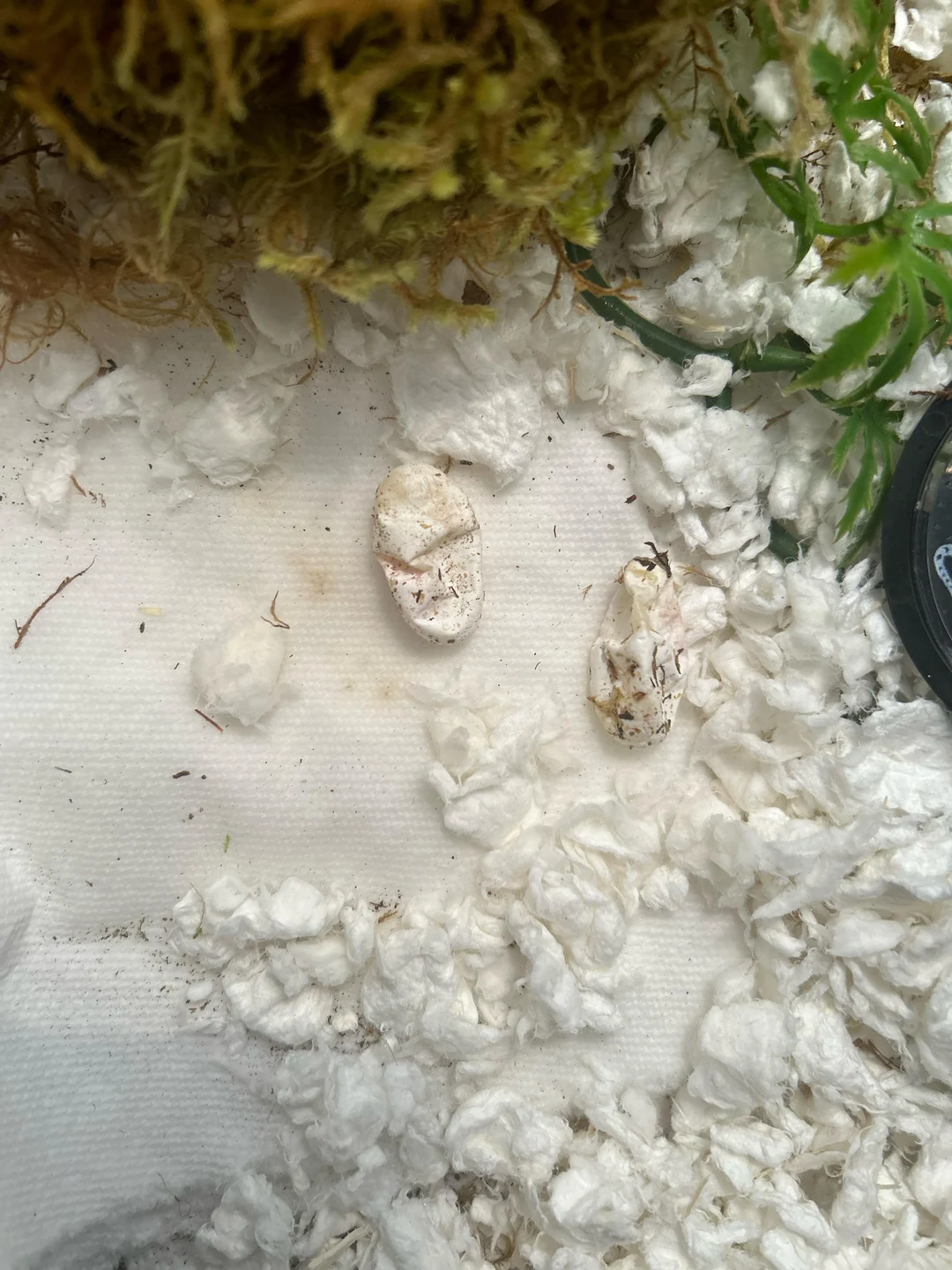 Leopard geckos eggs | Scrolller