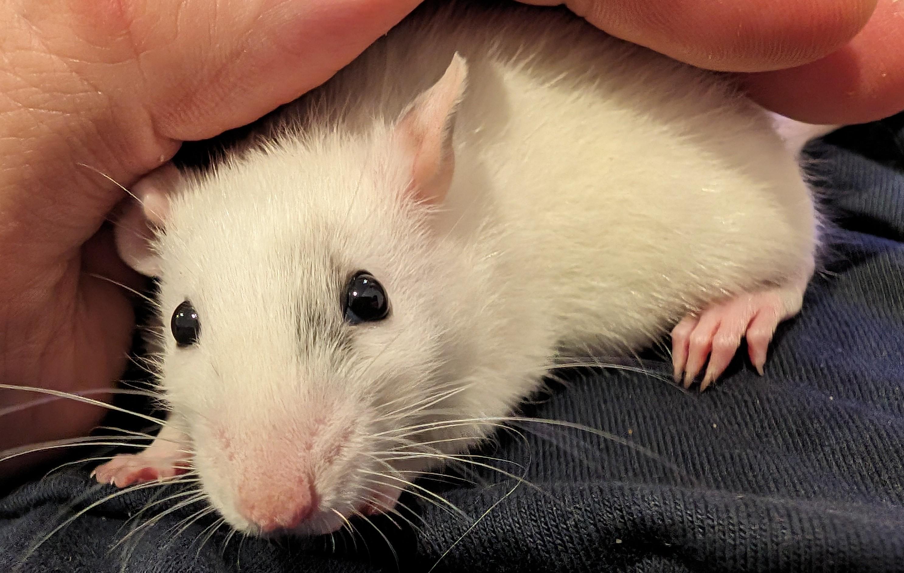 Smudge 2 weeks older | Scrolller