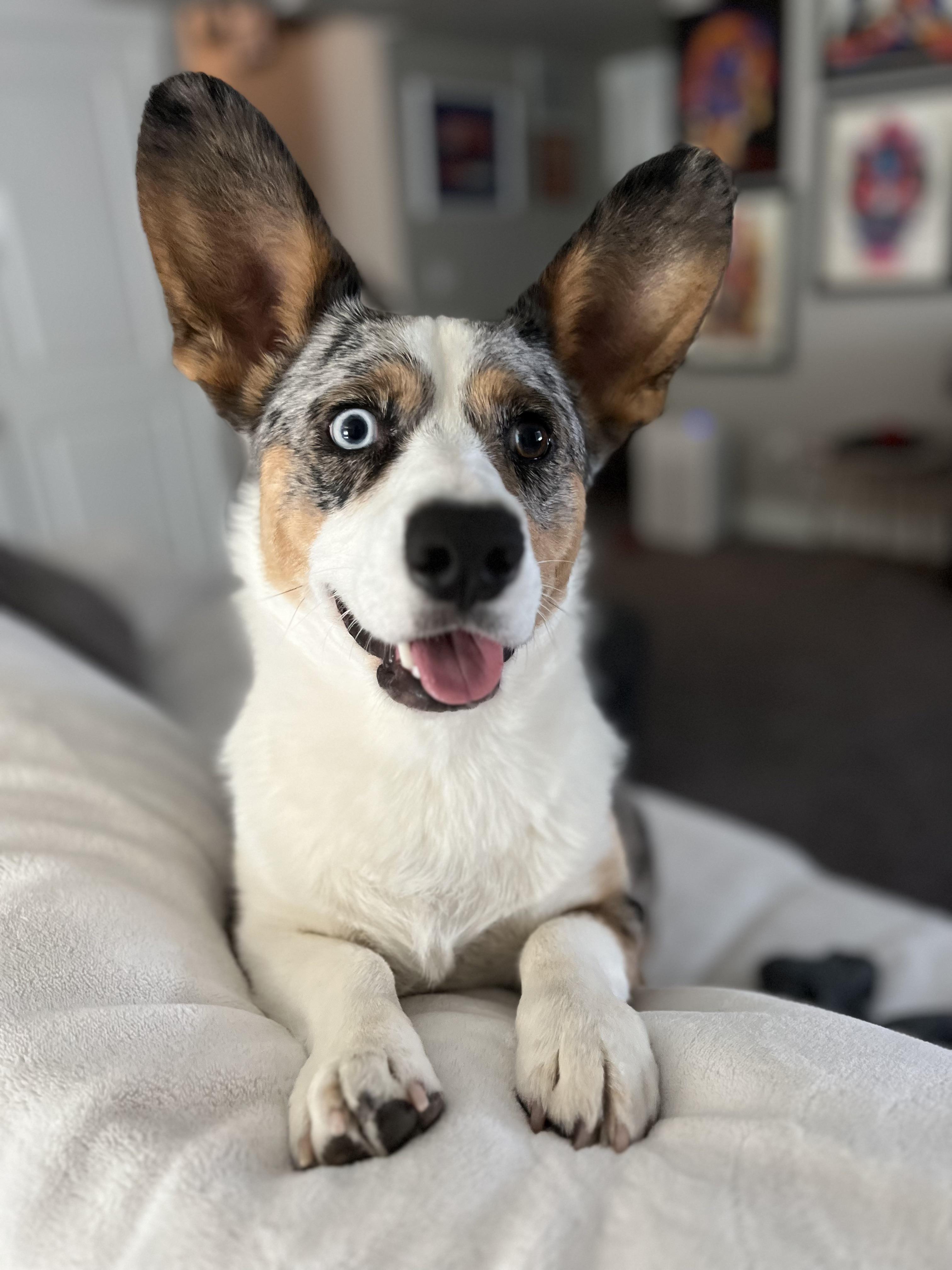 Discover more like Aww: Audio! and Related Content | Scrolller