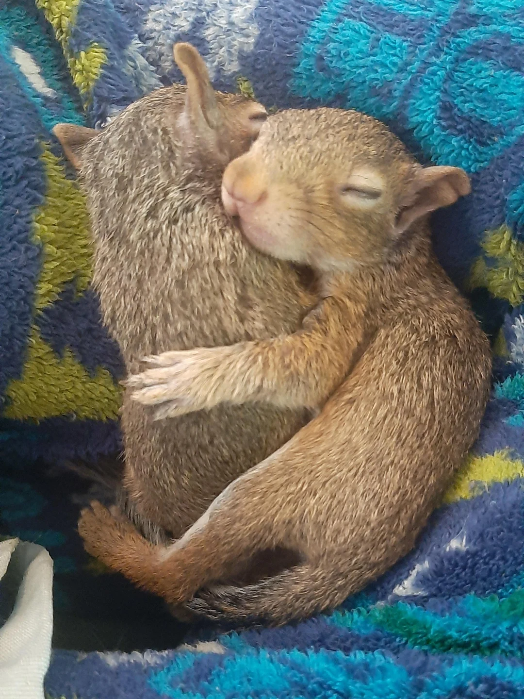 Love to you from Squirrels | Scrolller