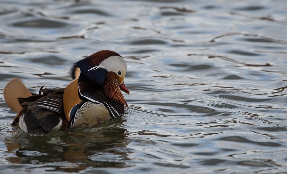 Mandarin Ducks have got to be some of the prettiest waterfowl in the world | Scrolller