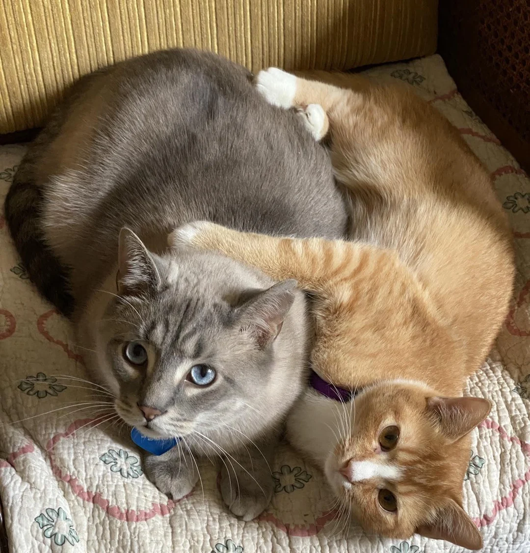 Oc Best Bros Scrolller