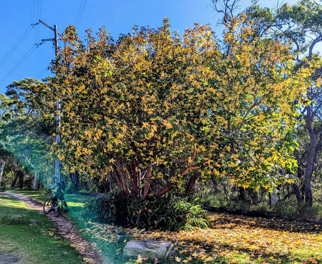 Australias Most Patriotic Tree Scrolller