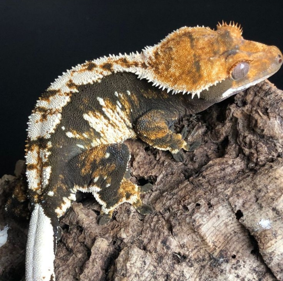 Beautiful Crested Gecko Morph | Scrolller
