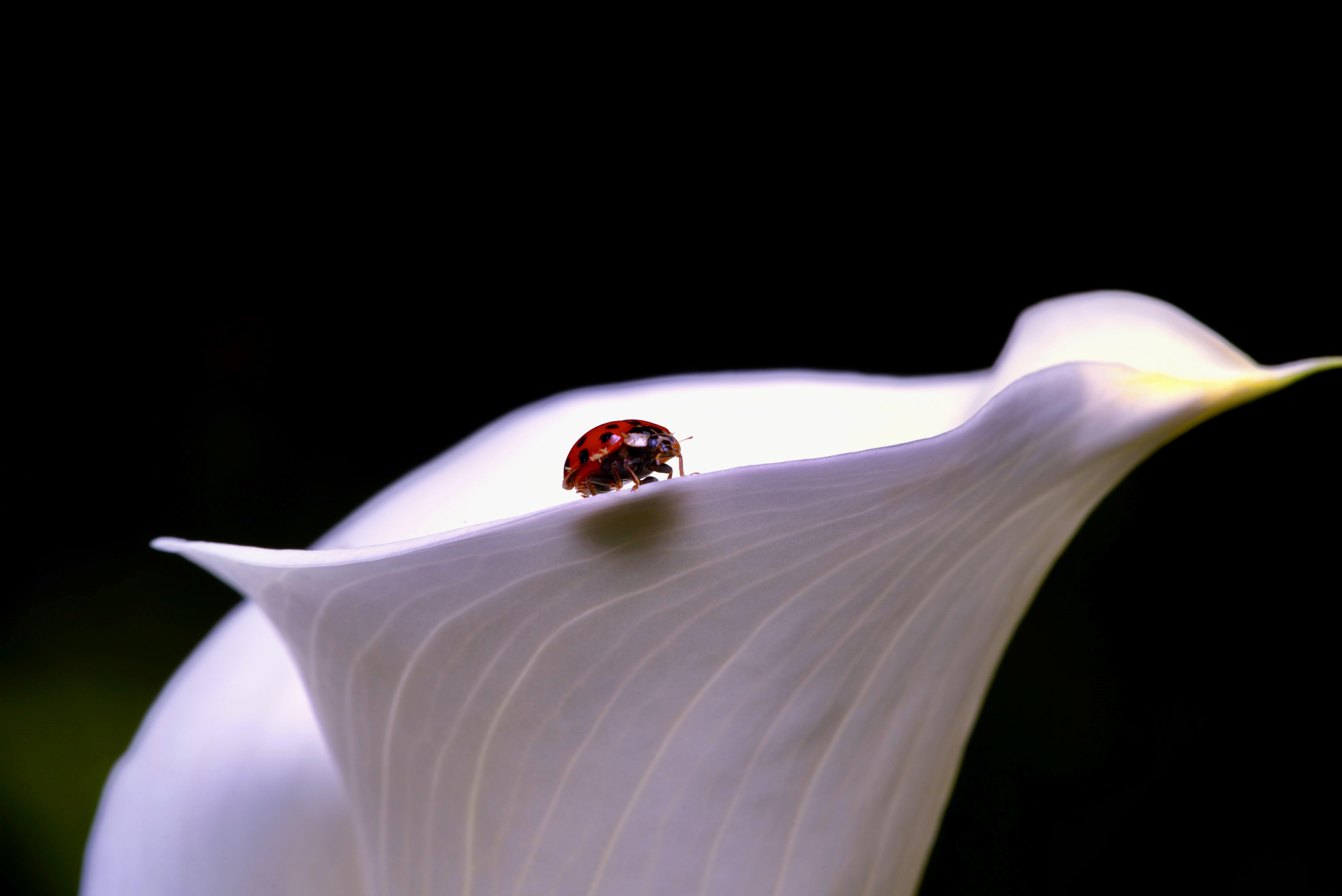 Ladybug on calla/ A7III + FE 2,8/90 | Scrolller