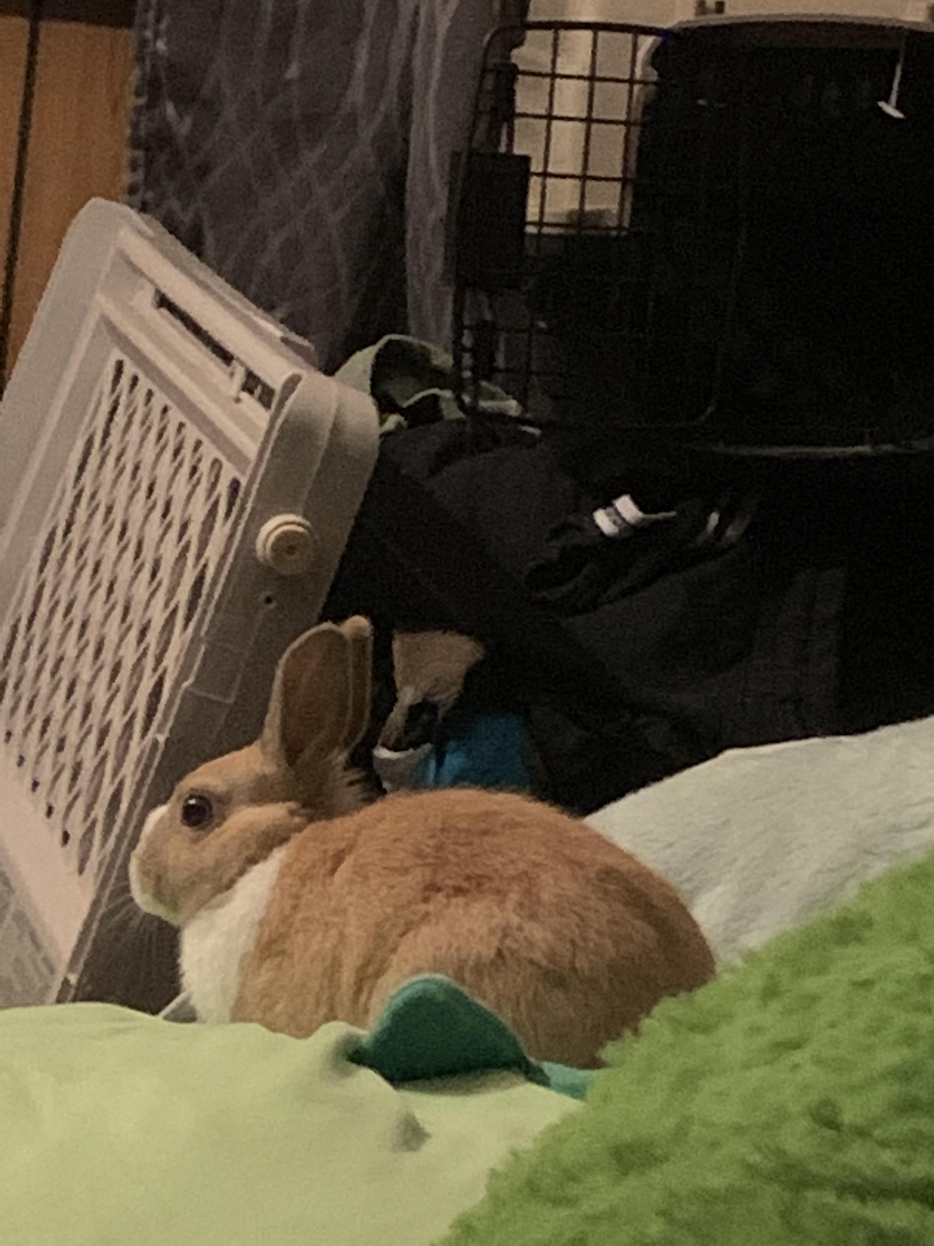 Weird bump on my rabbits nose? | Scrolller