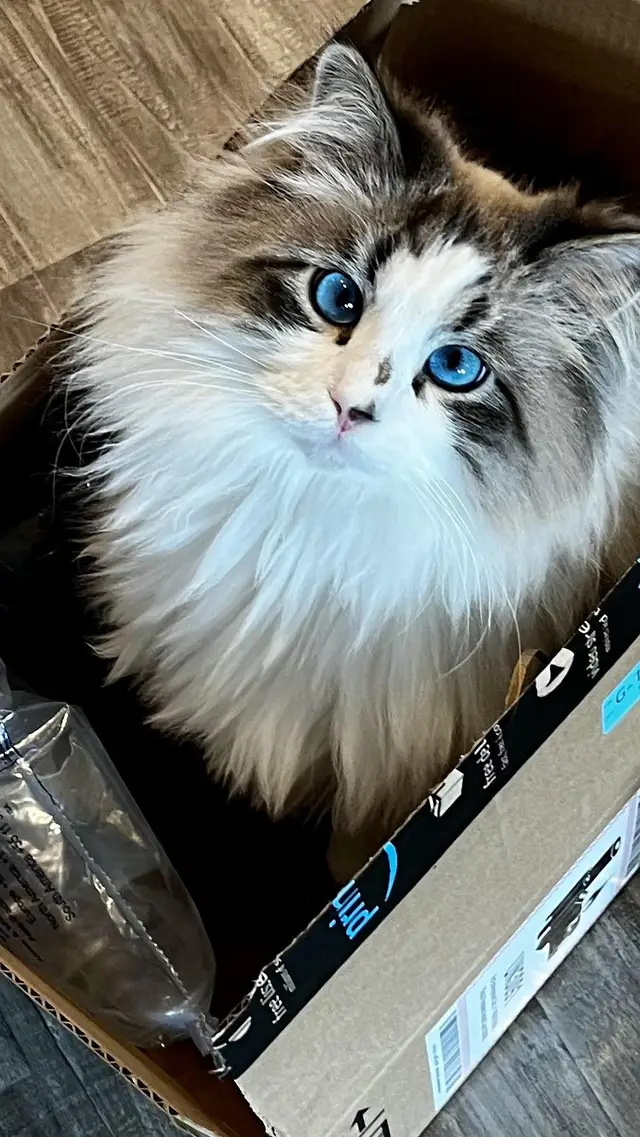 Ziggy in a box | Scrolller